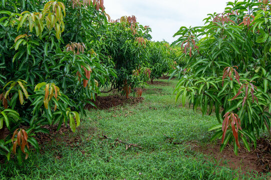 Nanidam